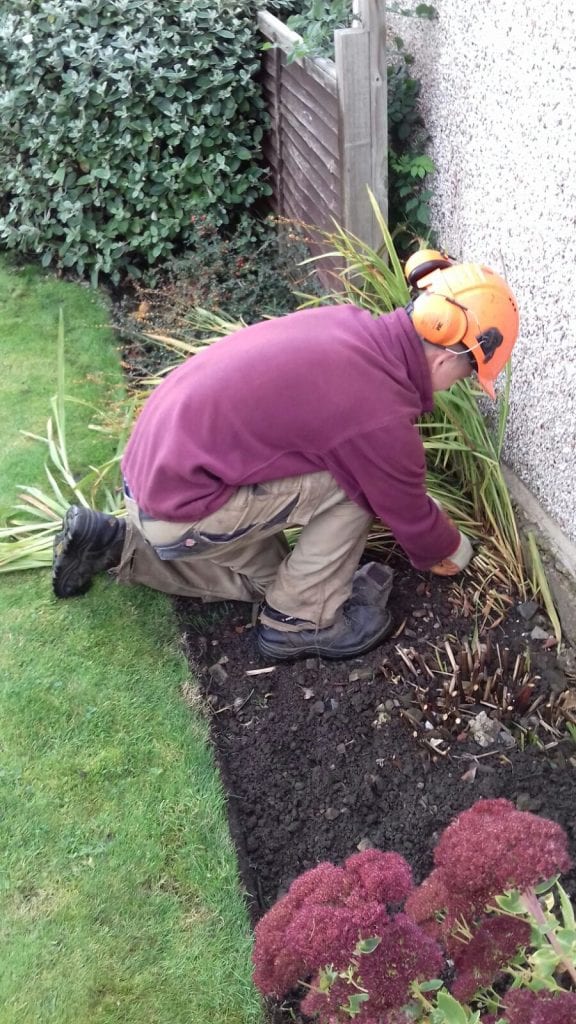 Dividing, Splitting and Thinning out Plants - West County Landscapes ...